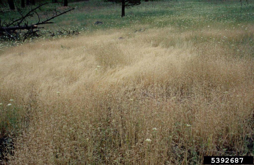 Invasive annual grasses | Great Basin Fire Science Exchange