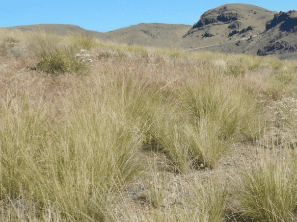 Fuel Guide for Classifying Standard Fire Behavior Fuel Models in ...